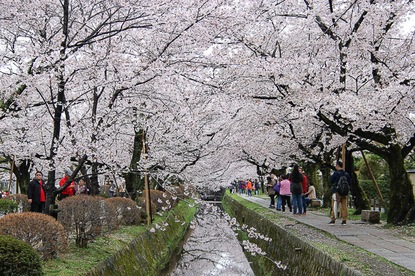Cherry Blossom Reports 2016 - Kyoto: Full Bloom