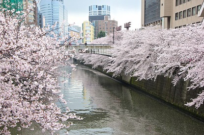 Cherry Blossom Reports 2016 - Tokyo: Full Bloom