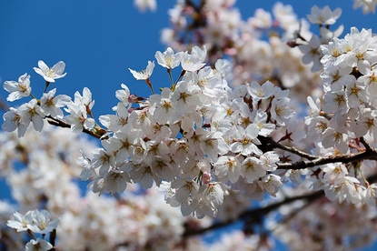 Cherry Blossom Reports 2016 - Mount Fuji: Full Bloom