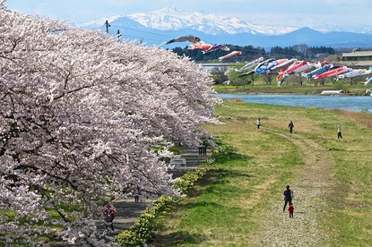 Cherry Blossom Reports 2016 - Kitakami: Full Bloom
