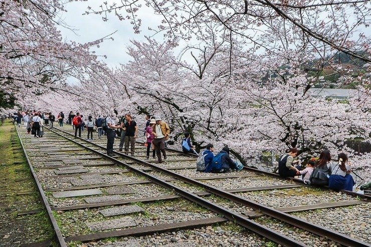 Cherry Blossom Reports 2017 - Kyoto: Full Bloom
