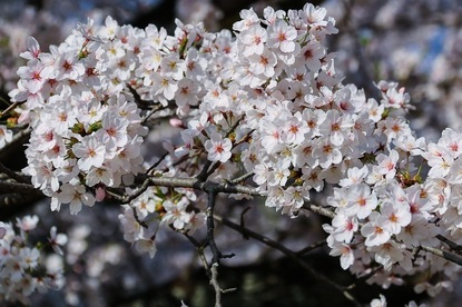 Cherry Blossom Reports 2018 - Kyoto: Full Bloom