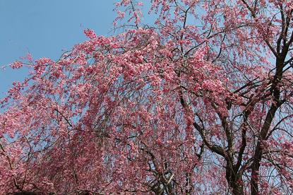 Cherry Blossom Reports 2018 - Sendai: Petals Starting To Fall
