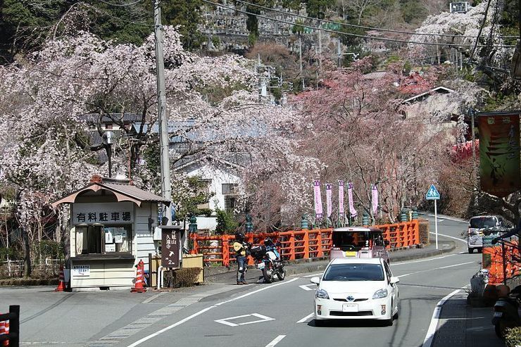 Cherry Blossom Reports 2018 - Minobu: Full Bloom