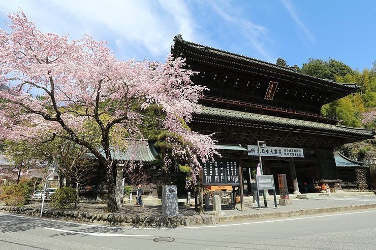 Cherry Blossom Reports 2018 - Minobu: Full Bloom