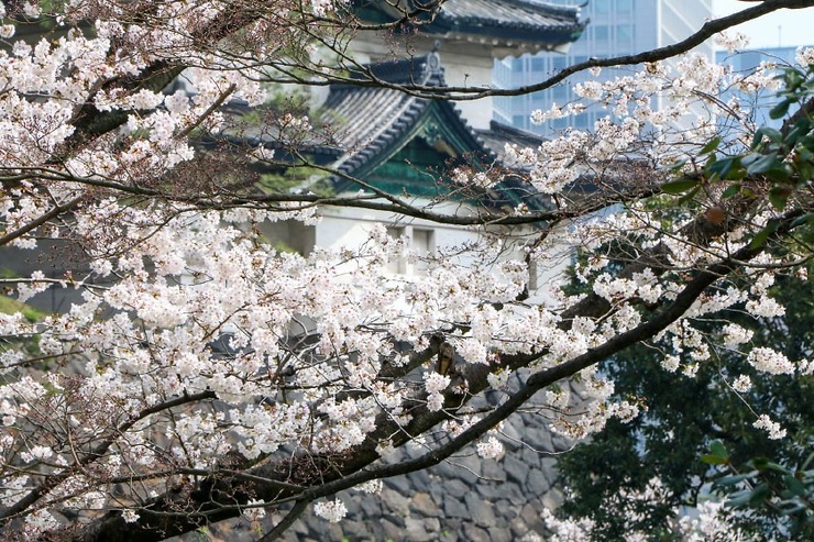 Cherry Blossom Reports 2018 - Tokyo: Full Bloom