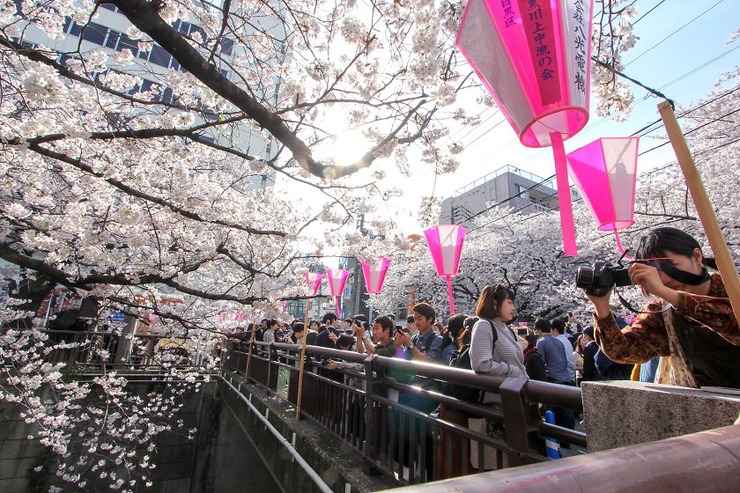 Cherry Blossom Reports 2018 - Tokyo: Full Bloom