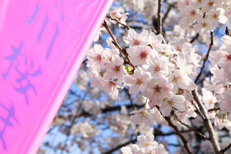 Cherry Blossom Reports 2018 - Tokyo: Full Bloom