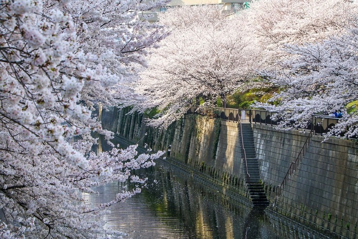 Cherry Blossom Reports 2018 - Tokyo: Full Bloom