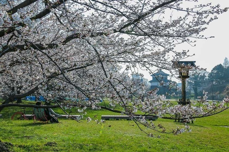 Cherry Blossom Reports 2018 - Fukuoka: Full Bloom