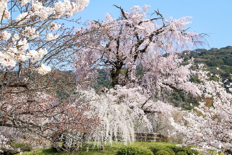 Cherry Blossom Reports 2018 - Kyoto: Full Bloom
