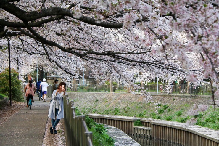 Cherry Blossom Reports 2018 - Tokyo: Full Bloom