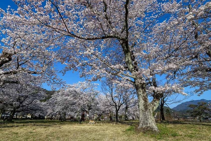 Cherry Blossom Reports 2018 - Kyoto: Full Bloom