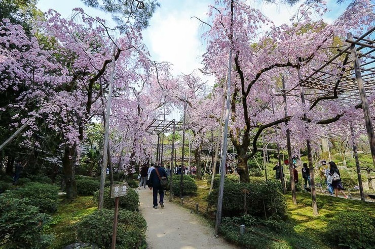 Cherry Blossom Reports 2018 - Kyoto: Petals Starting To Fall