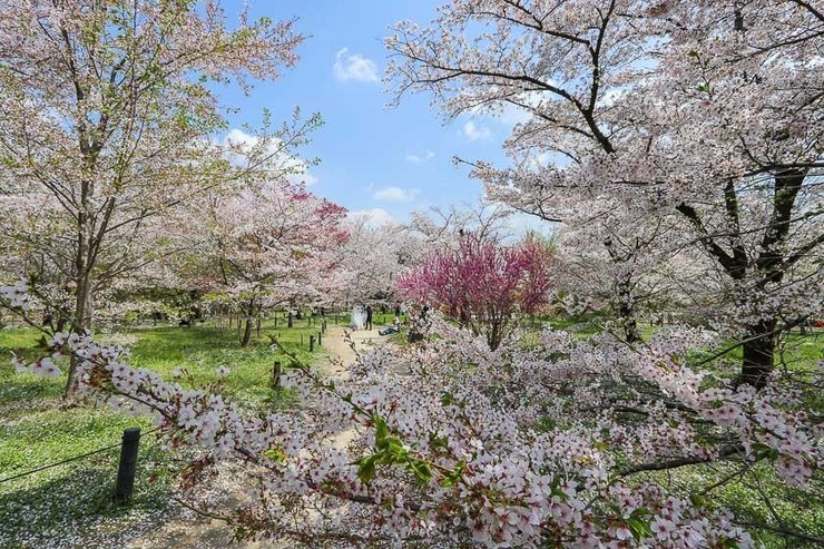 Cherry Blossom Reports 2018 - Kyoto: Petals Falling