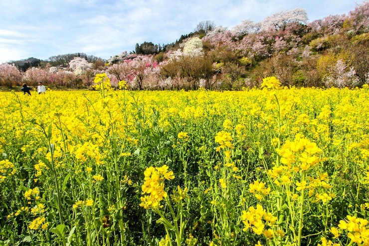 Cherry Blossom Reports 2018 - Fukushima: Full Bloom