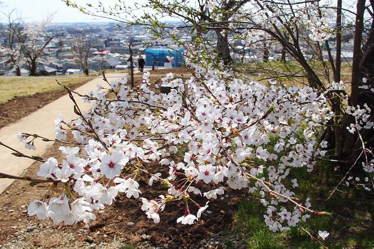 Cherry Blossom Reports 2018 - Sendai: Petals Starting To Fall