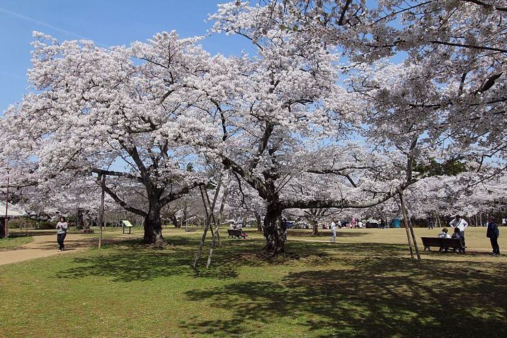 Cherry Blossom Reports 2018 - Sendai: Petals Starting To Fall