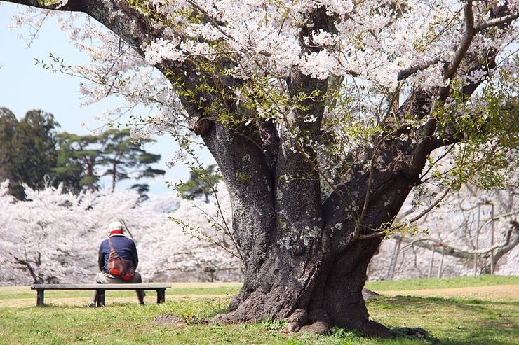 Cherry Blossom Reports 2018 - Sendai: Petals Starting To Fall