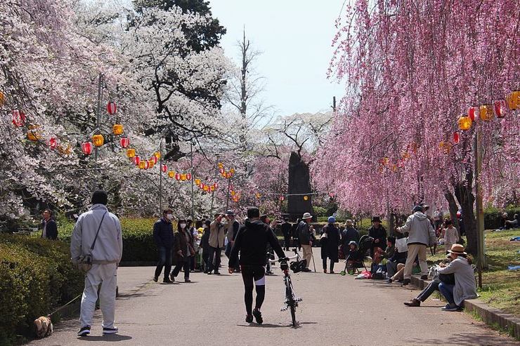Cherry Blossom Reports 2018 - Sendai: Petals Starting To Fall