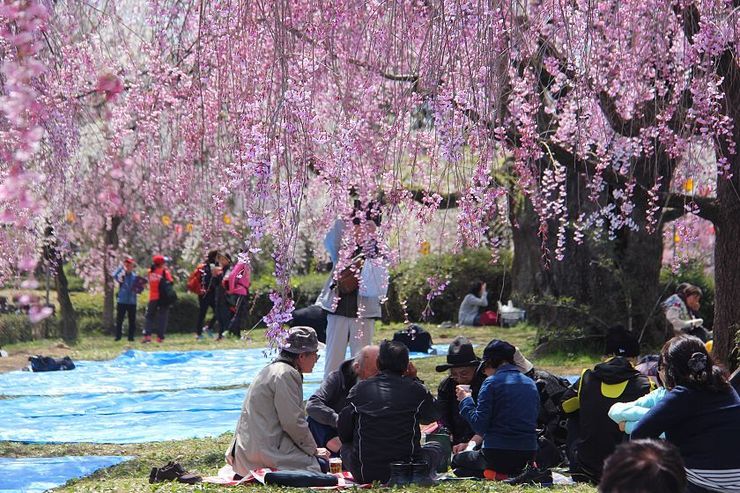 Cherry Blossom Reports 2018 - Sendai: Petals Starting To Fall