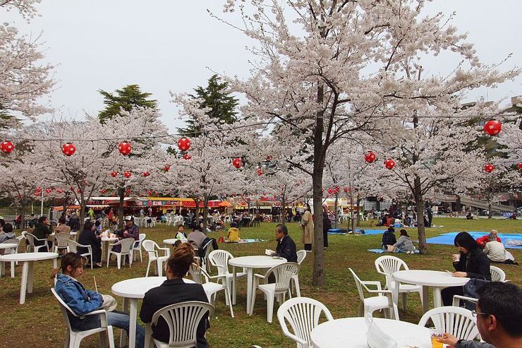Cherry Blossom Reports 2018 - Sendai: Petals Starting To Fall