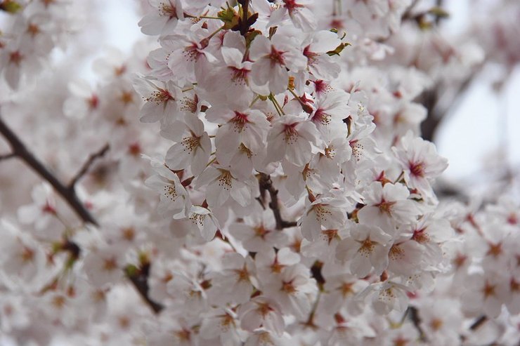 Cherry Blossom Reports 2018 - Sendai: Petals Starting To Fall