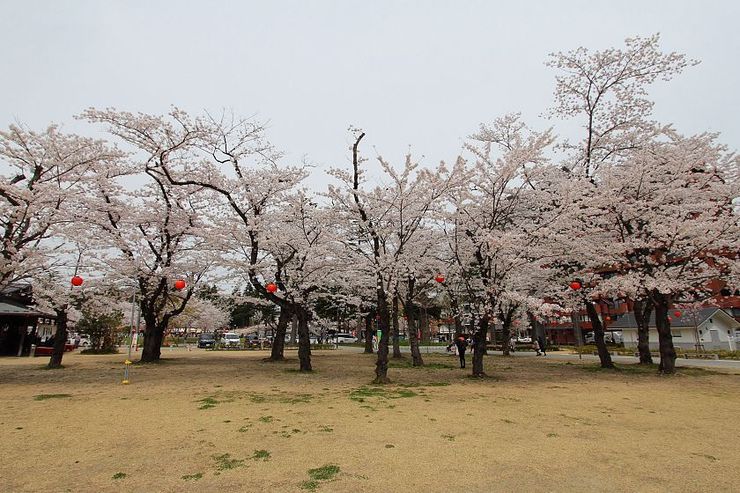 Cherry Blossom Reports 2018 - Sendai: Petals Starting To Fall
