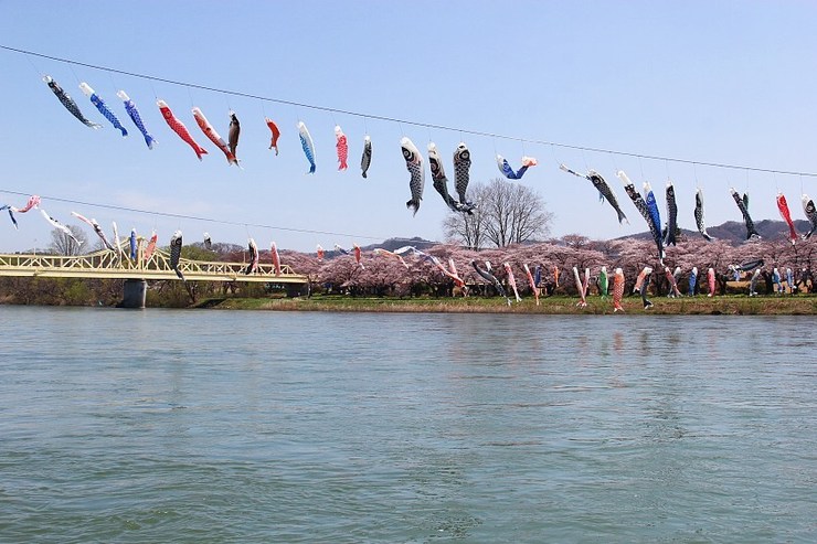 Cherry Blossom Reports 2018 - Kitakami: Blossoms Opening