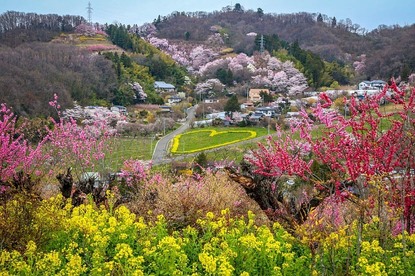 Cherry Blossom Reports 2019 - Fukushima: Full Bloom