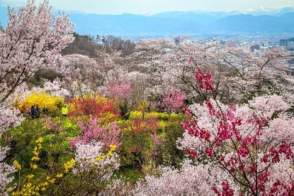 Cherry Blossom Reports 2019 - Fukushima: Full Bloom