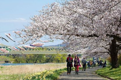 Cherry Blossom Reports 2019 - Kitakami: Full Bloom