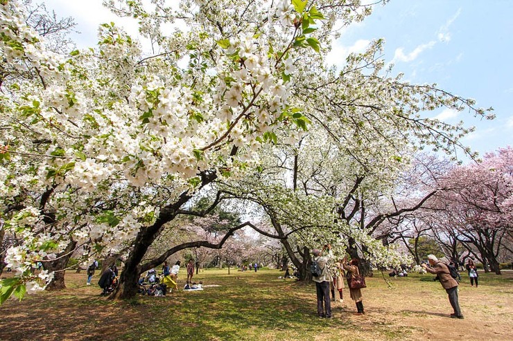 Cherry Blossom Reports 2019 - Tokyo: Approaching Full Bloom