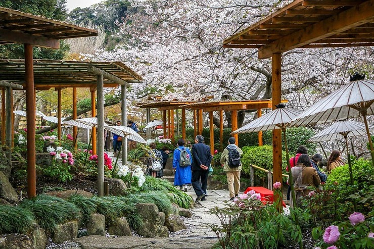 Cherry Blossom Reports 2019 - Kamakura: Approaching Full Bloom