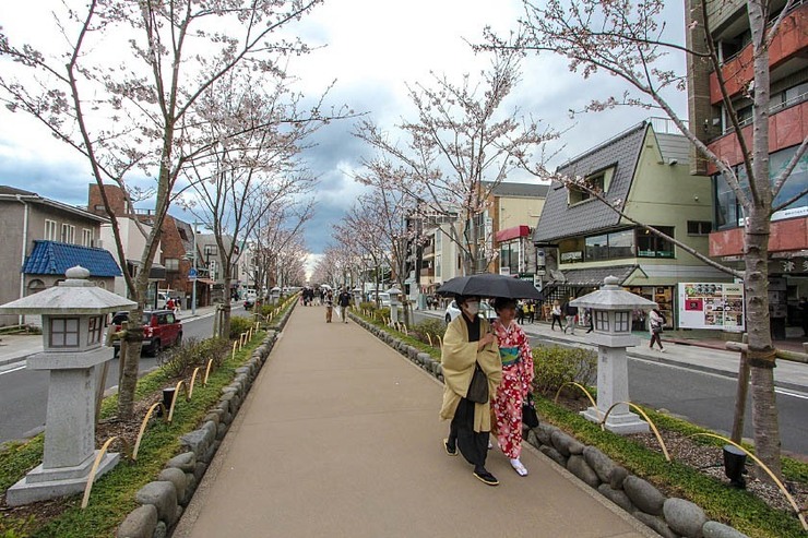 Cherry Blossom Reports 2019 - Kamakura: Approaching Full Bloom