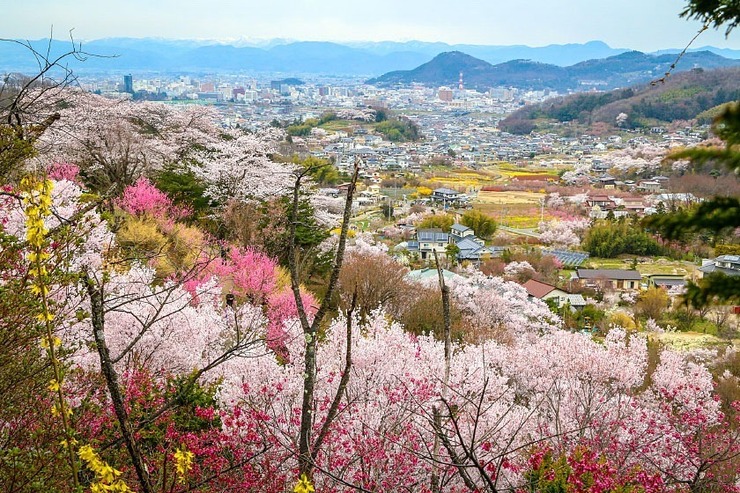 Cherry Blossom Reports 2019 - Fukushima: Full Bloom