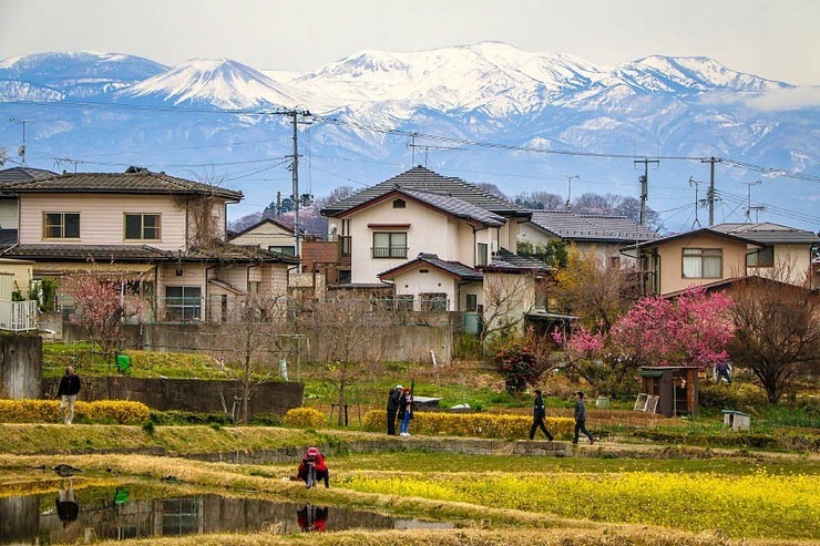 Cherry Blossom Reports 2019 - Fukushima: Full Bloom