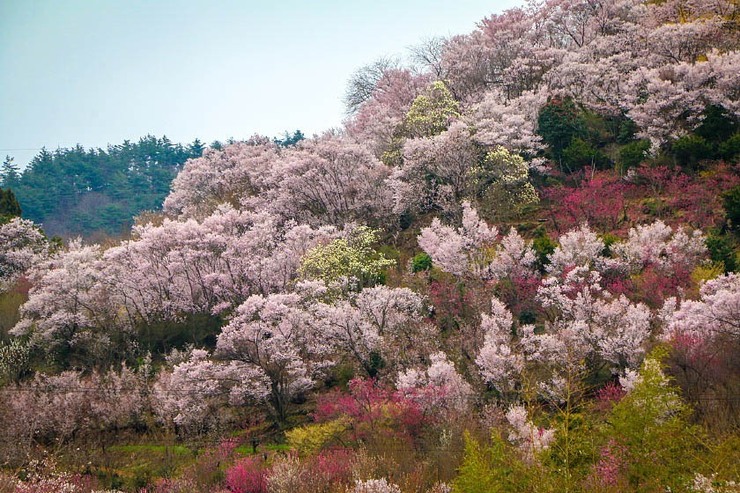 Cherry Blossom Reports 2019 - Fukushima: Full Bloom