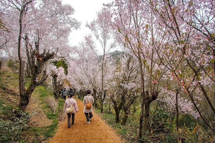 Cherry Blossom Reports 2019 - Fukushima: Full Bloom