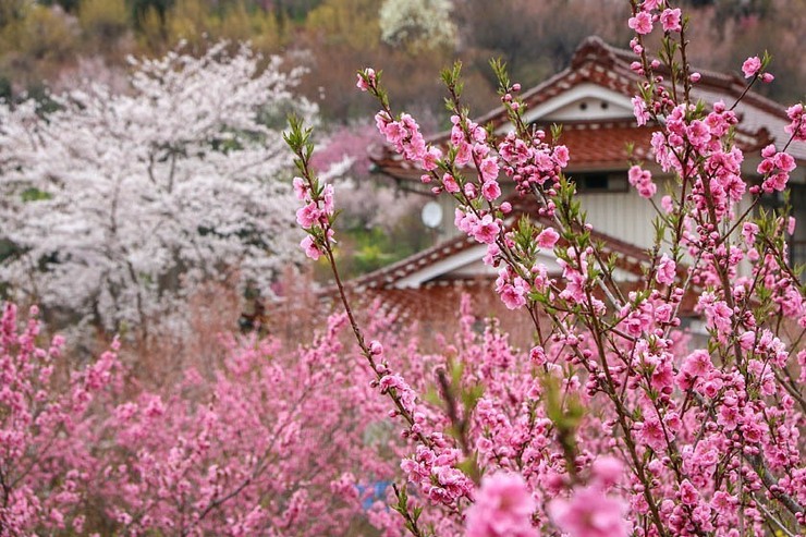 Cherry Blossom Reports 2019 - Fukushima: Full Bloom