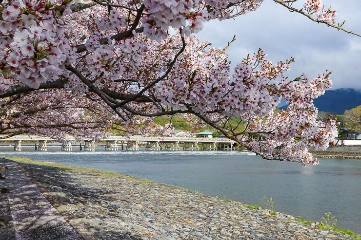 Cherry Blossom Reports 2019 - Kyoto: Petals Starting To Fall