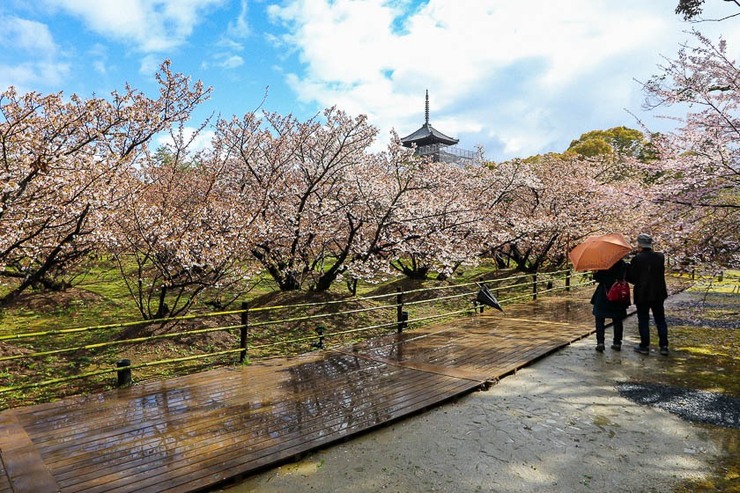 Cherry Blossom Reports 2019 - Kyoto: Petals Starting To Fall