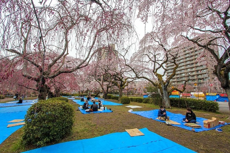 Cherry Blossom Reports 2019 - Sendai: Approaching Full Bloom