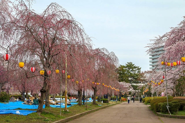 Cherry Blossom Reports 2019 - Sendai: Approaching Full Bloom