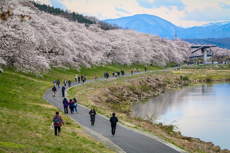 Cherry Blossom Reports 2019 - Sendai: Approaching Full Bloom