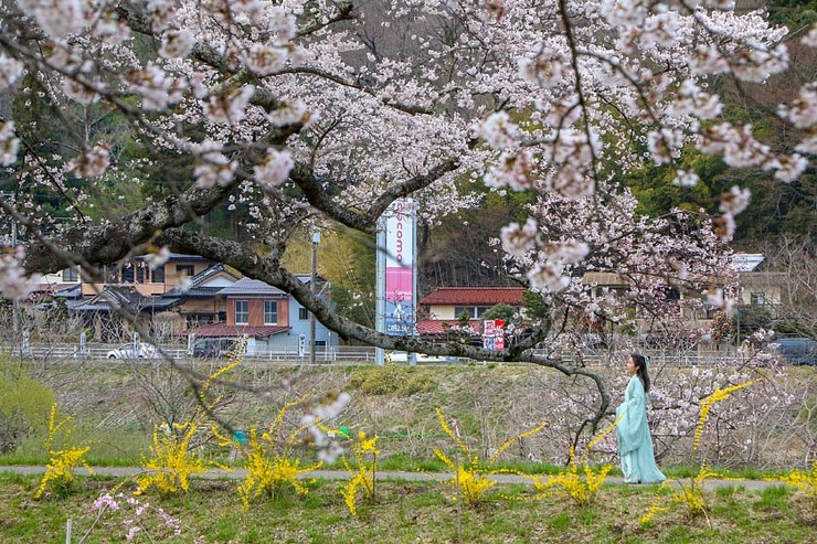 Cherry Blossom Reports 2019 - Sendai: Approaching Full Bloom