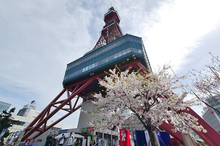 Cherry Blossom Reports 2019 - Sapporo: Full Bloom