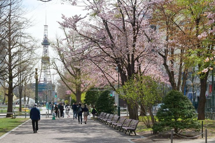 Cherry Blossom Reports 2019 - Sapporo: Full Bloom