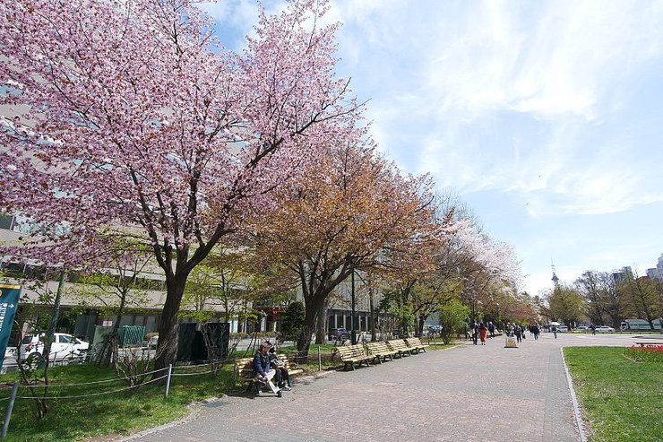 Cherry Blossom Reports 2019 - Sapporo: Full Bloom