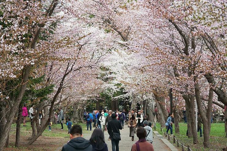 Cherry Blossom Reports 2019 - Sapporo: Full Bloom